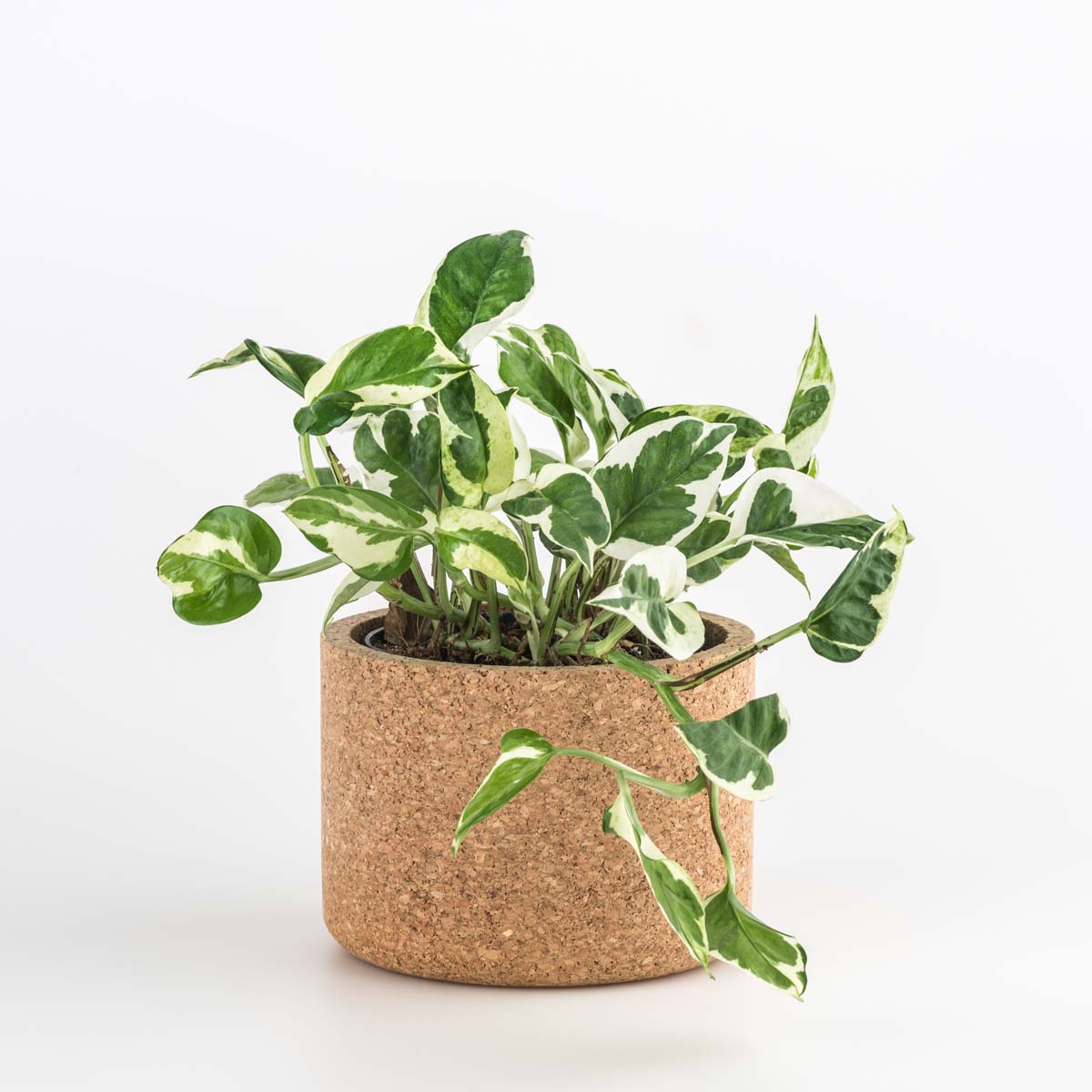 Aurora Cork Planter – mindthecork